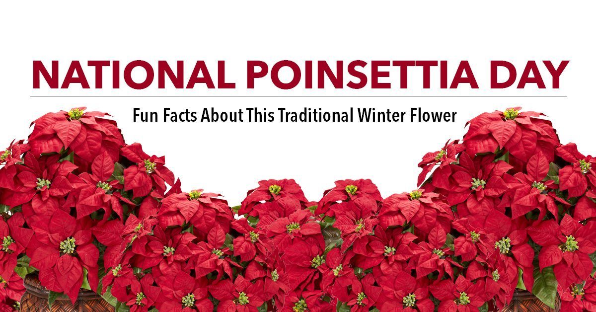 Poinsettia Day