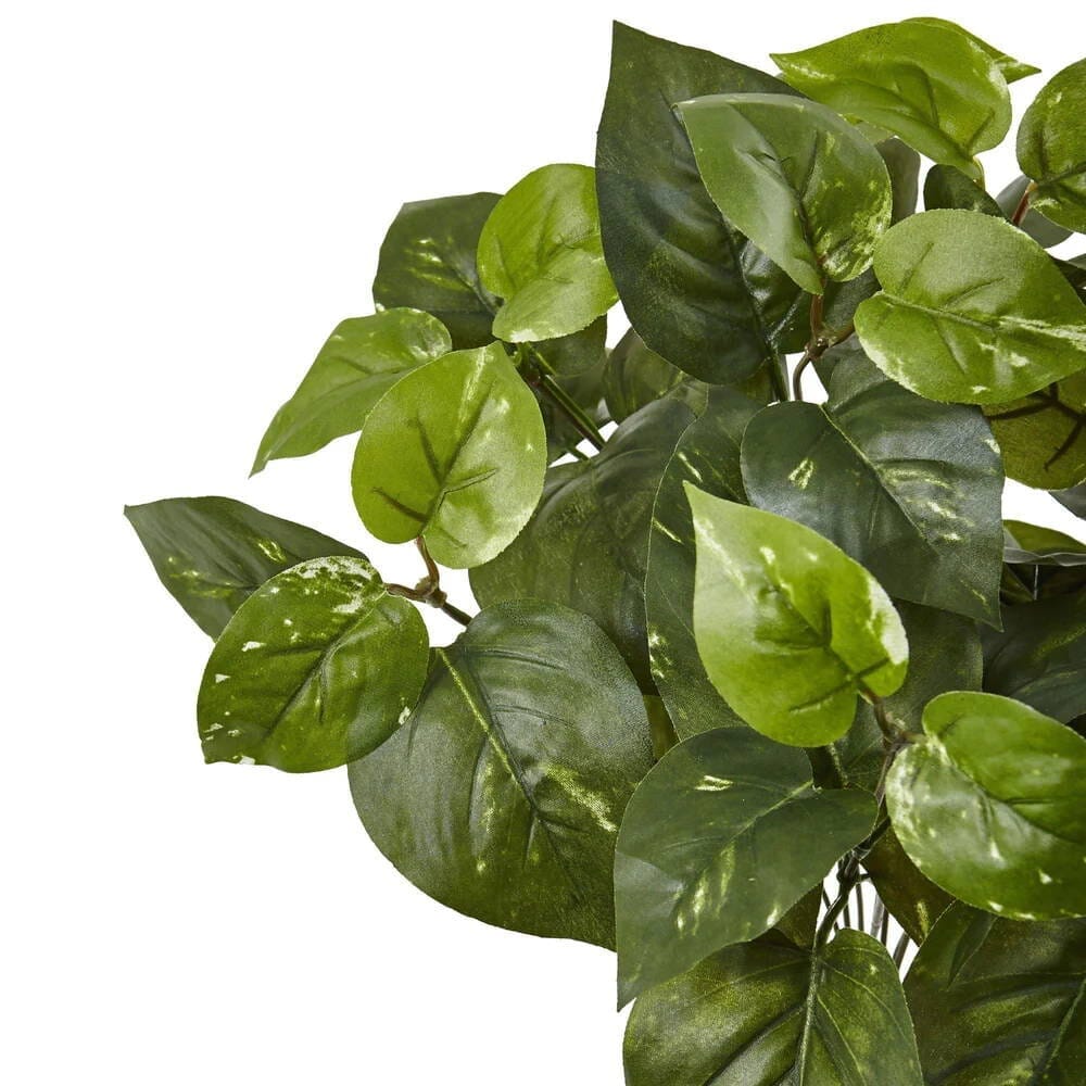 10 Facts About Pothos Plants You Did Not Know – Nearly Natural