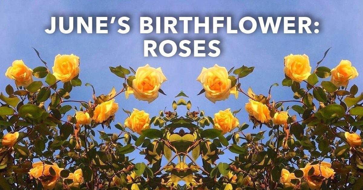 The Complete History and Meaning of June's Birthflower: Roses – Nearly ...