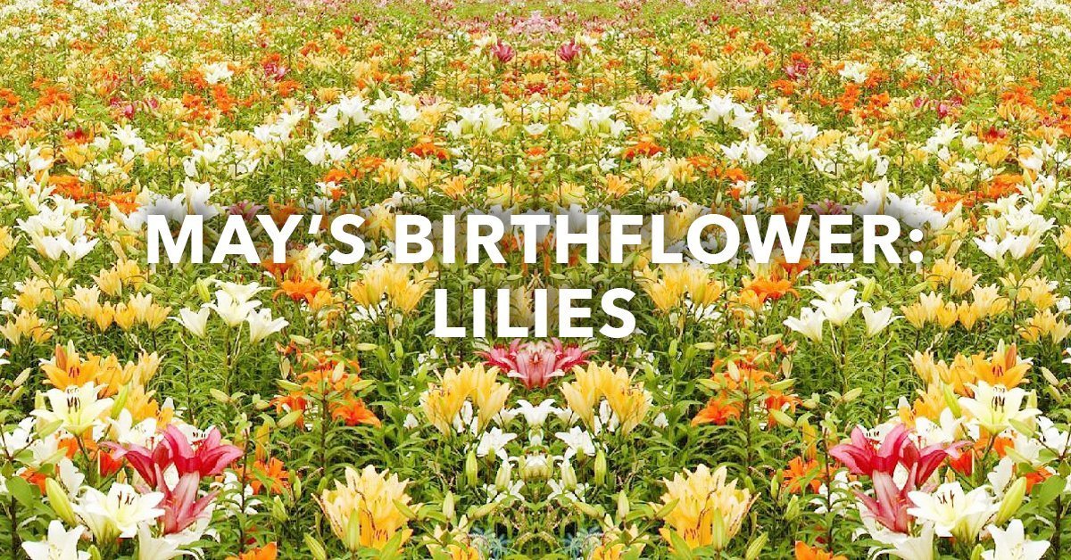 The Complete History and Meaning of May's Birthflower: Lilies – Nearly ...
