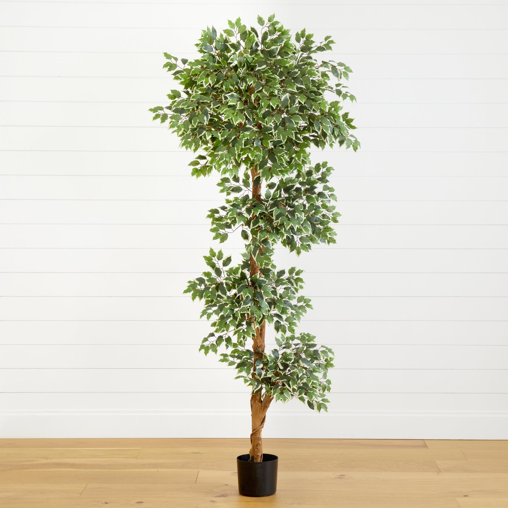 6’ Variegated Ficus Tree | Nearly Natural