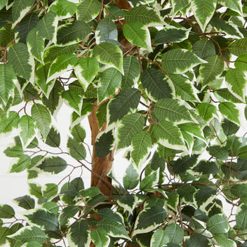 6’ Variegated Ficus Tree | Nearly Natural