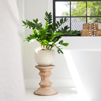 Lifelike Fake Cactus & Agave Plants | Shop Now – Nearly Natural