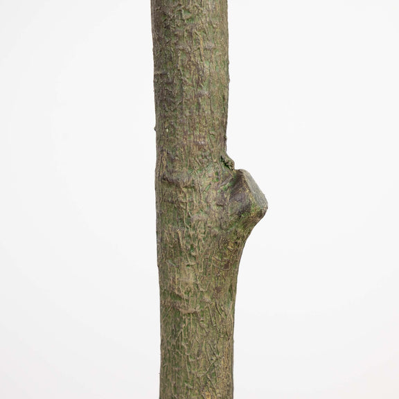 13’ Giant Artificial Olive Tree | Nearly Natural