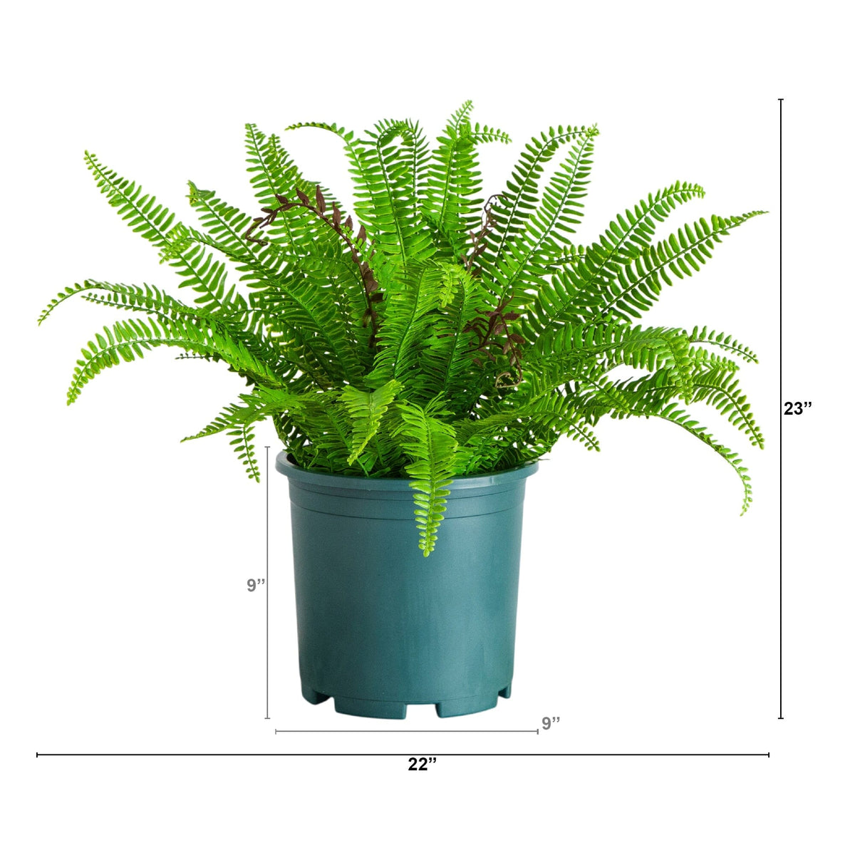 Outdoor-Safe Ferns – Nearly Natural
