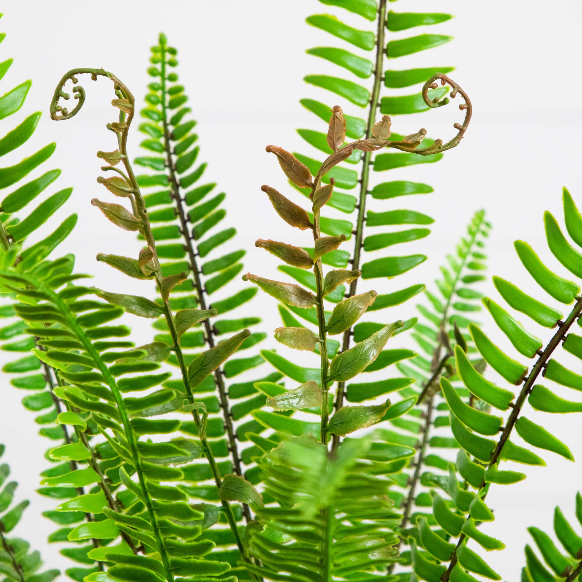 3-ft UV Resistant Artificial Real Touch Boston Fern Potted Plant (Indo ...