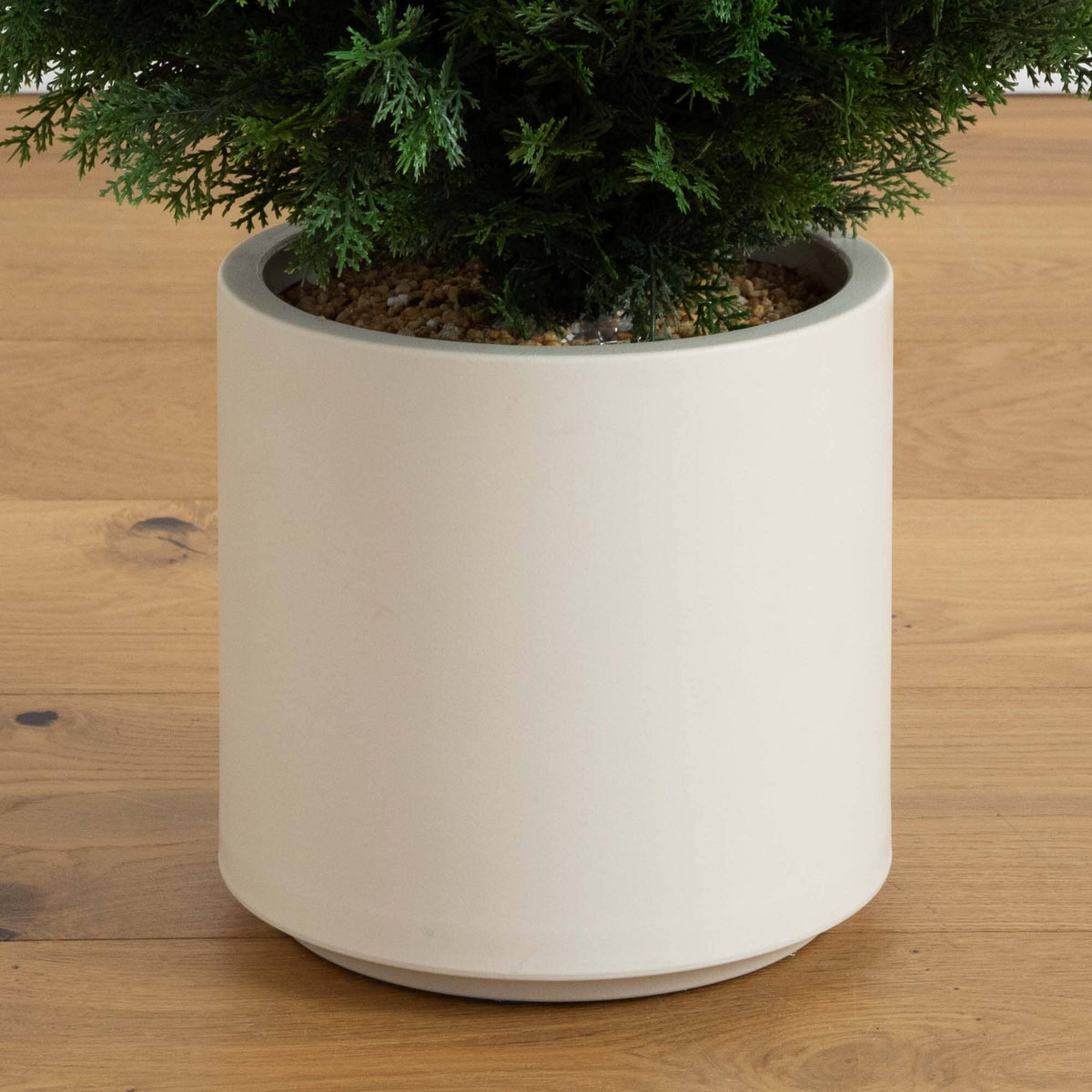 Cedar Trees – Nearly Natural