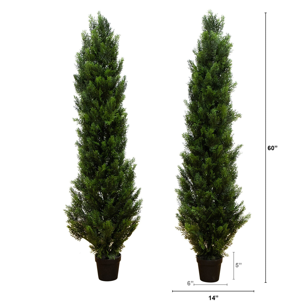 Cedar Trees – Nearly Natural