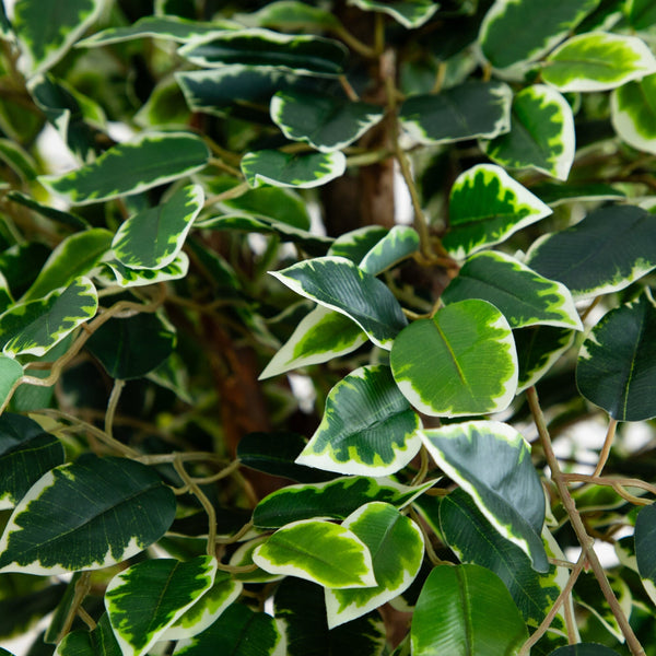 5’ Elegant Ficus Artificial Tree | Nearly Natural