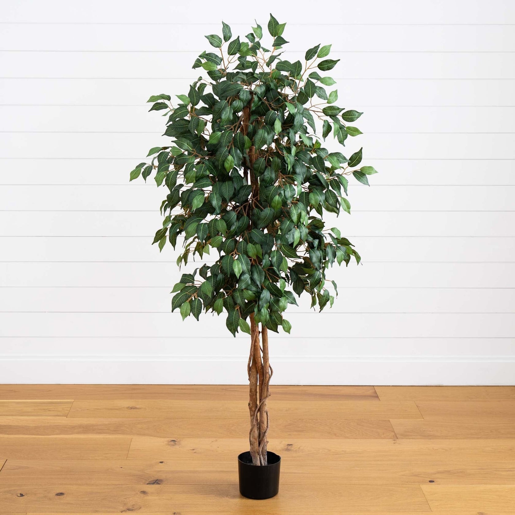 5' Ficus Silk Tree | Nearly Natural