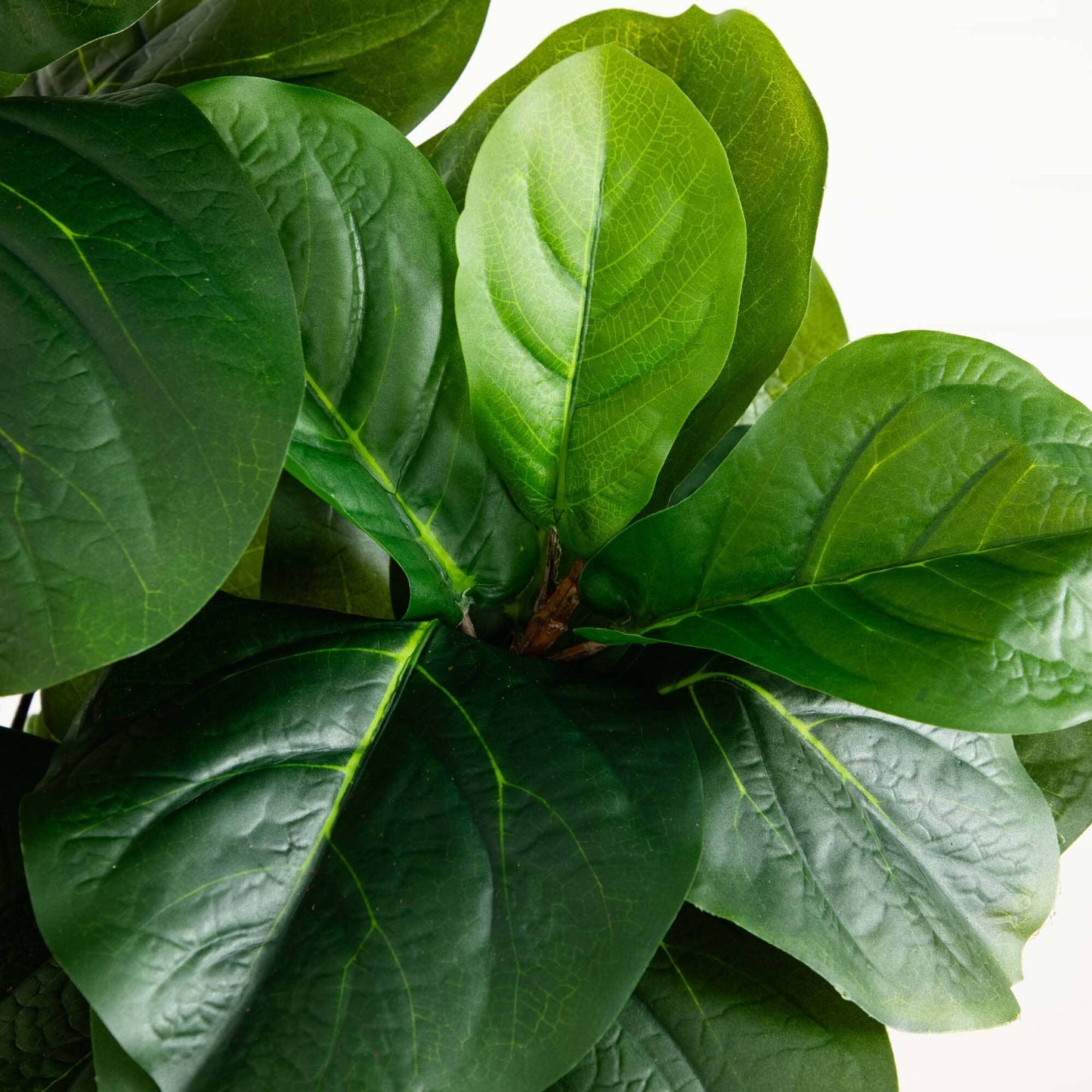 5.5’ Fiddle Leaf Artificial Tree in Black Planter (Real Touch) | Nearly ...