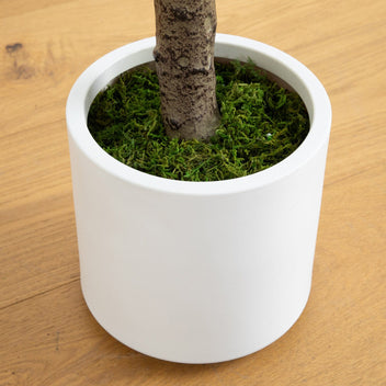 6’ Artificial Jacaranda Tree in White Decorative Planter | Nearly Natural