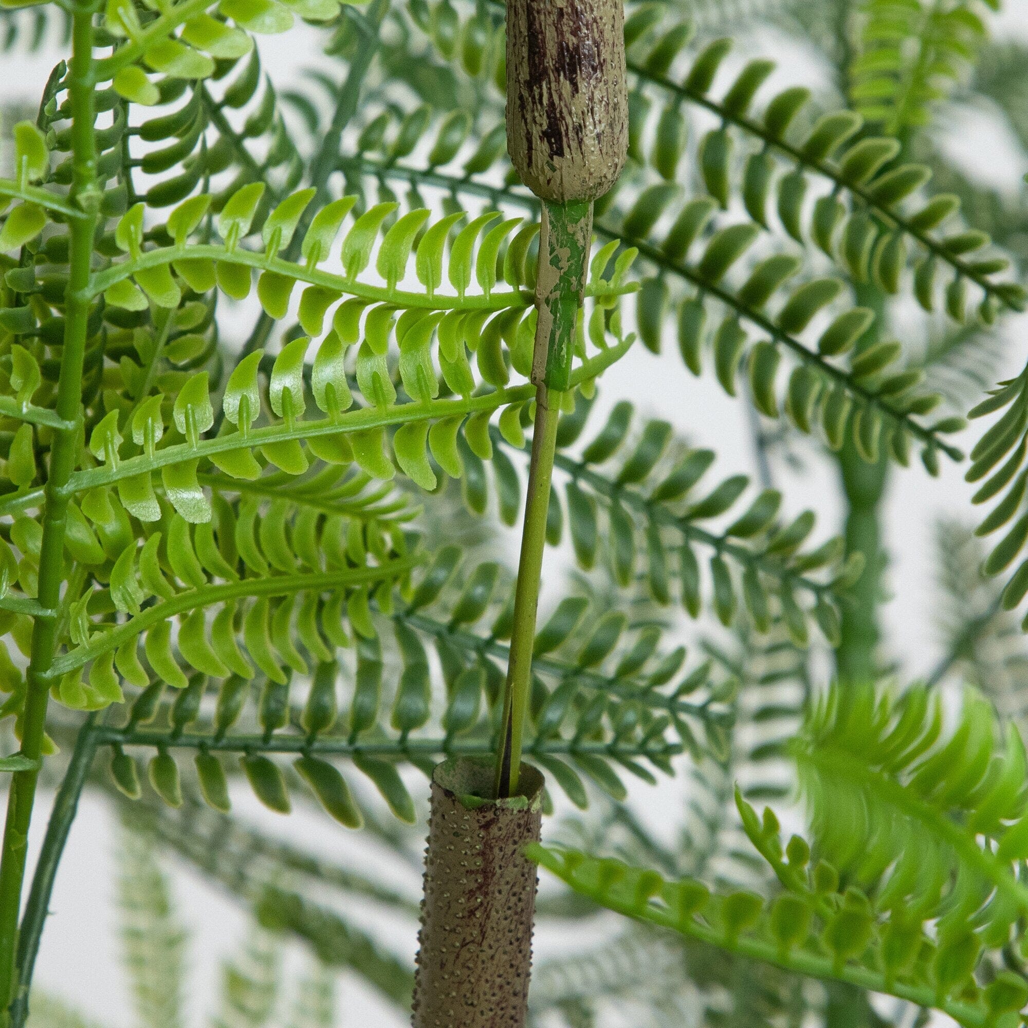6’ Artificial Jacaranda Tree in White Decorative Planter | Nearly Natural