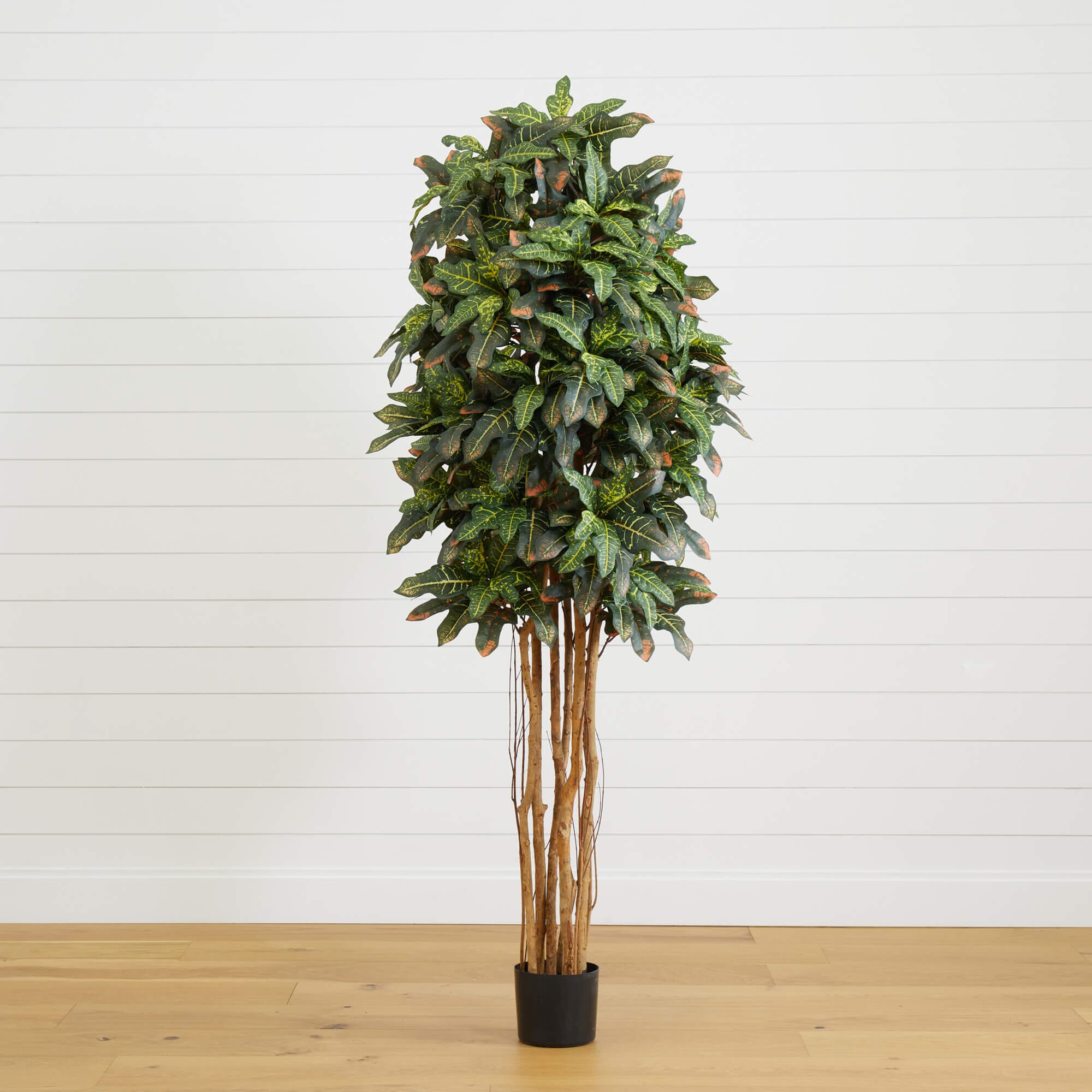 6' Croton Silk Tree | Nearly Natural