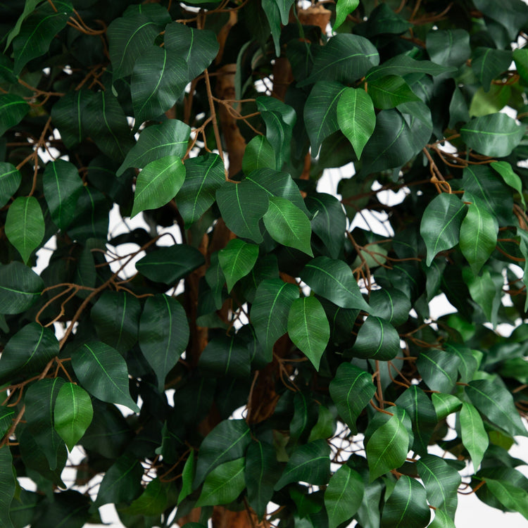 6' Double Ball Ficus Silk Tree | Nearly Natural