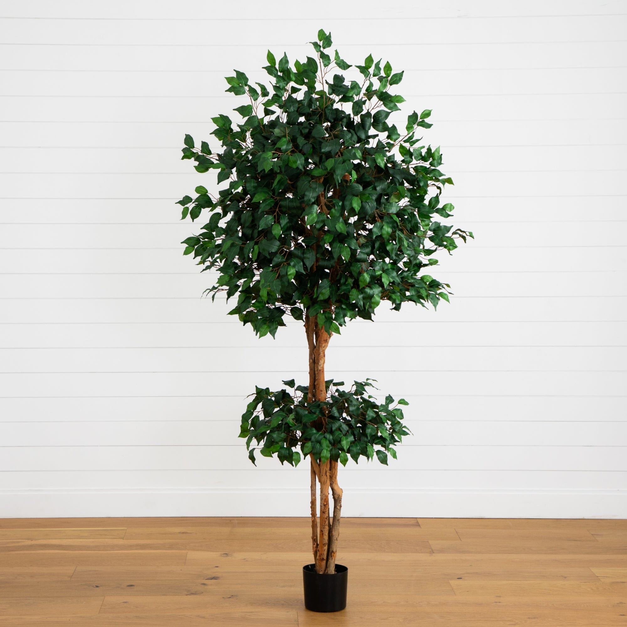 6' Double Ball Ficus Silk Tree | Nearly Natural