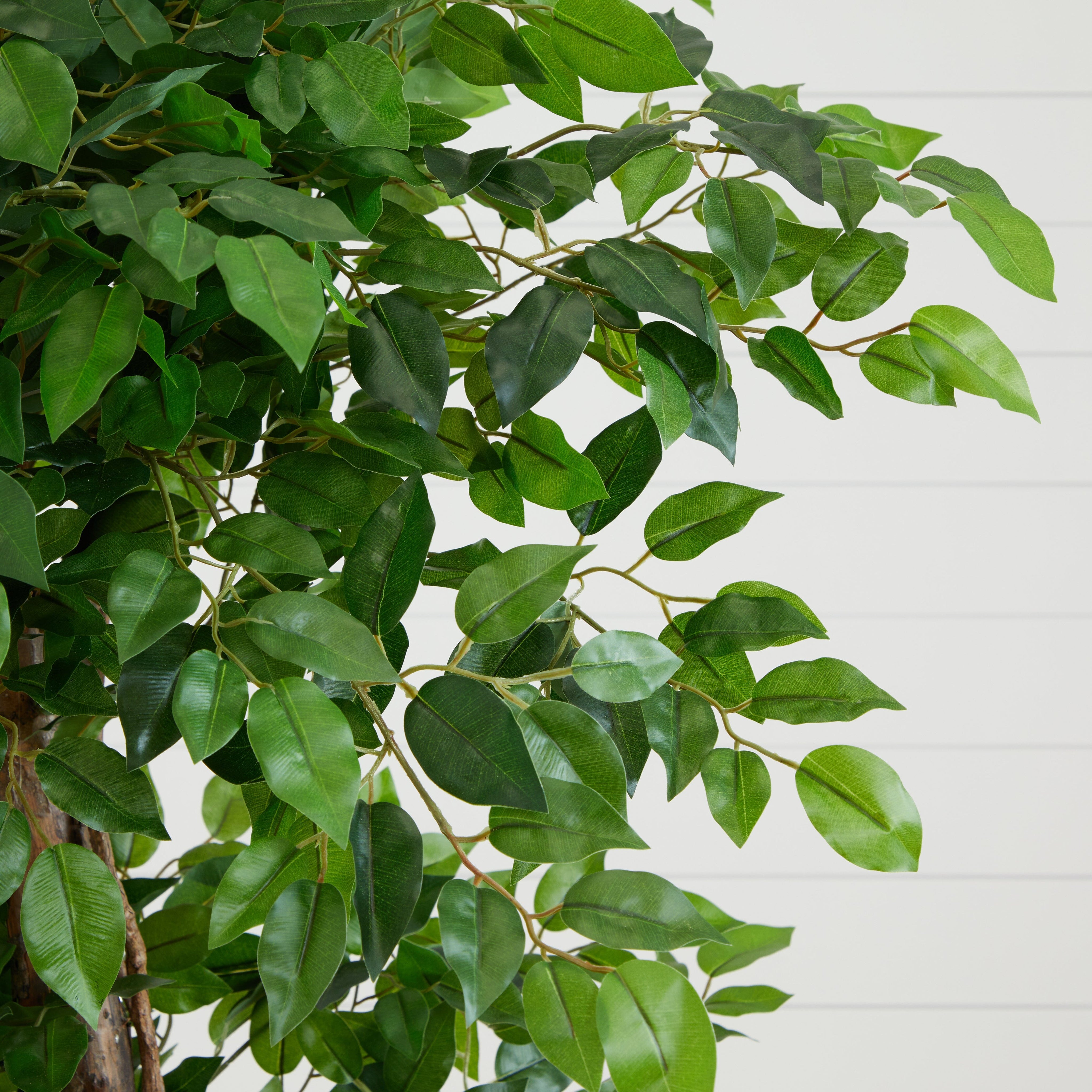 6’ Elegant Ficus Artificial Tree | Nearly Natural