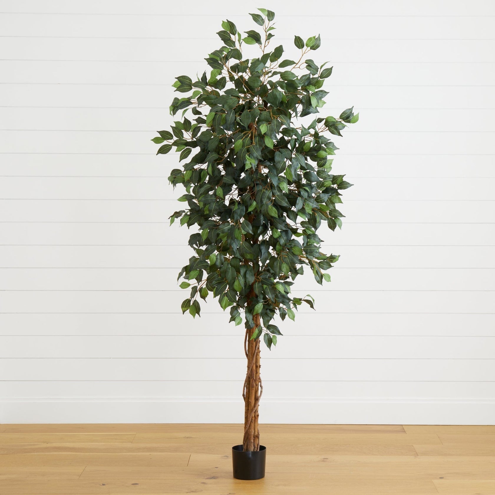 6' Ficus Silk Tree | Nearly Natural