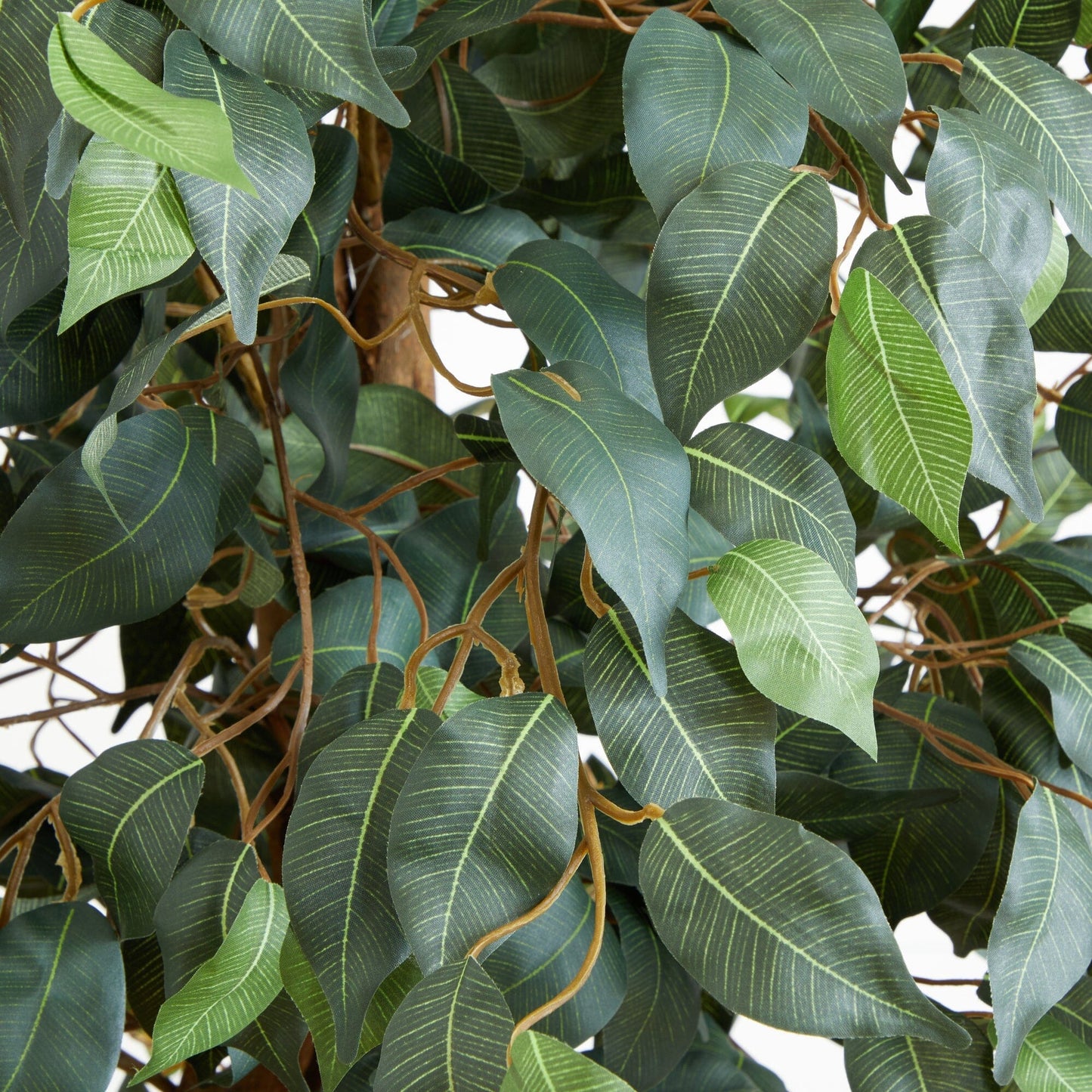 6' Ficus Silk Tree | Nearly Natural