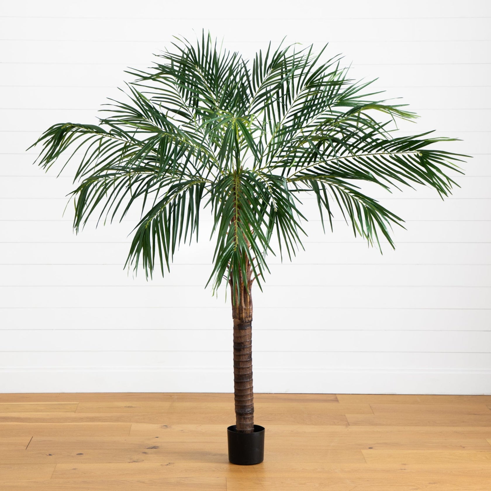 6’ Robellini Palm Tree | Nearly Natural
