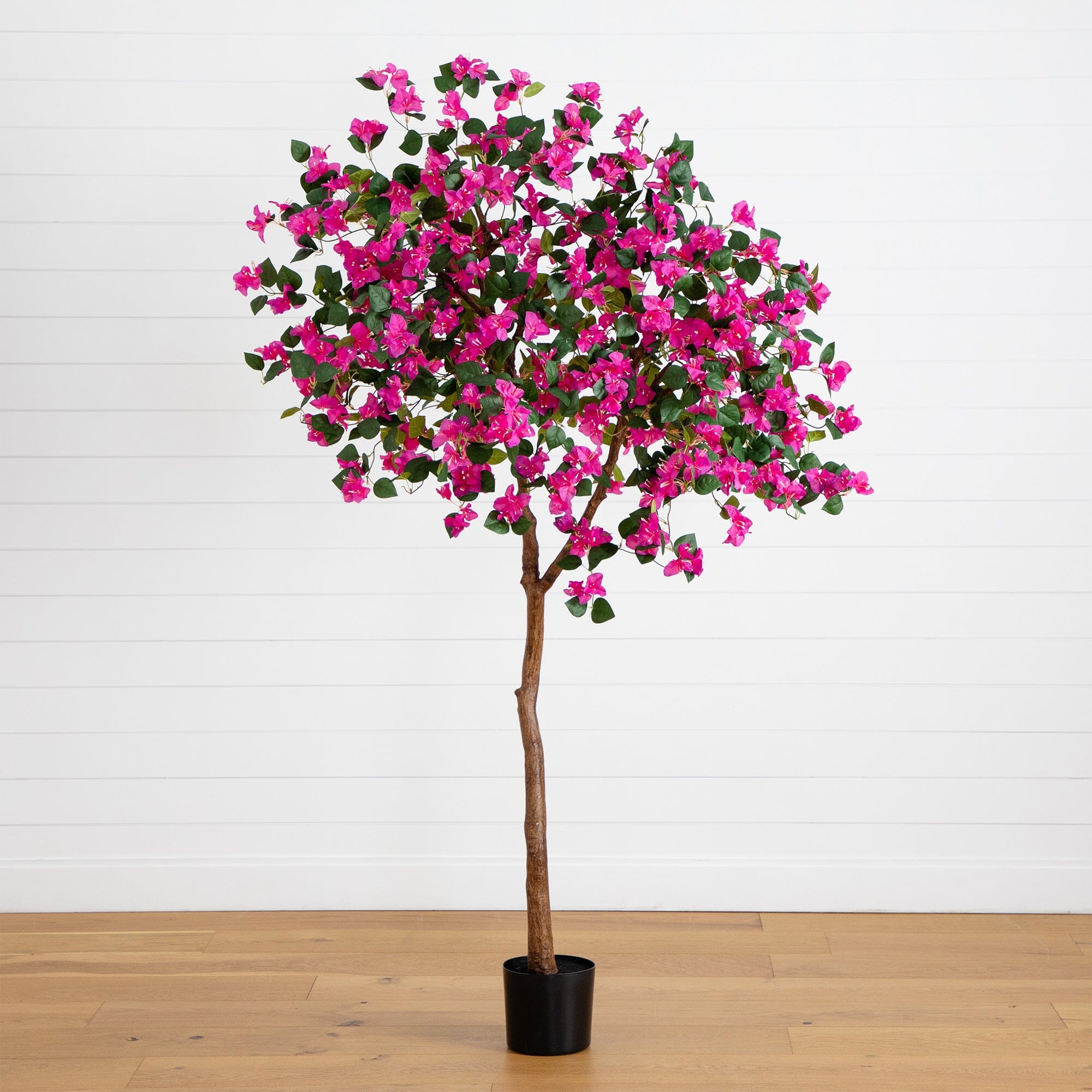 Bougainvillea Tree Bougainvillea Plant – Jardineries Botanix