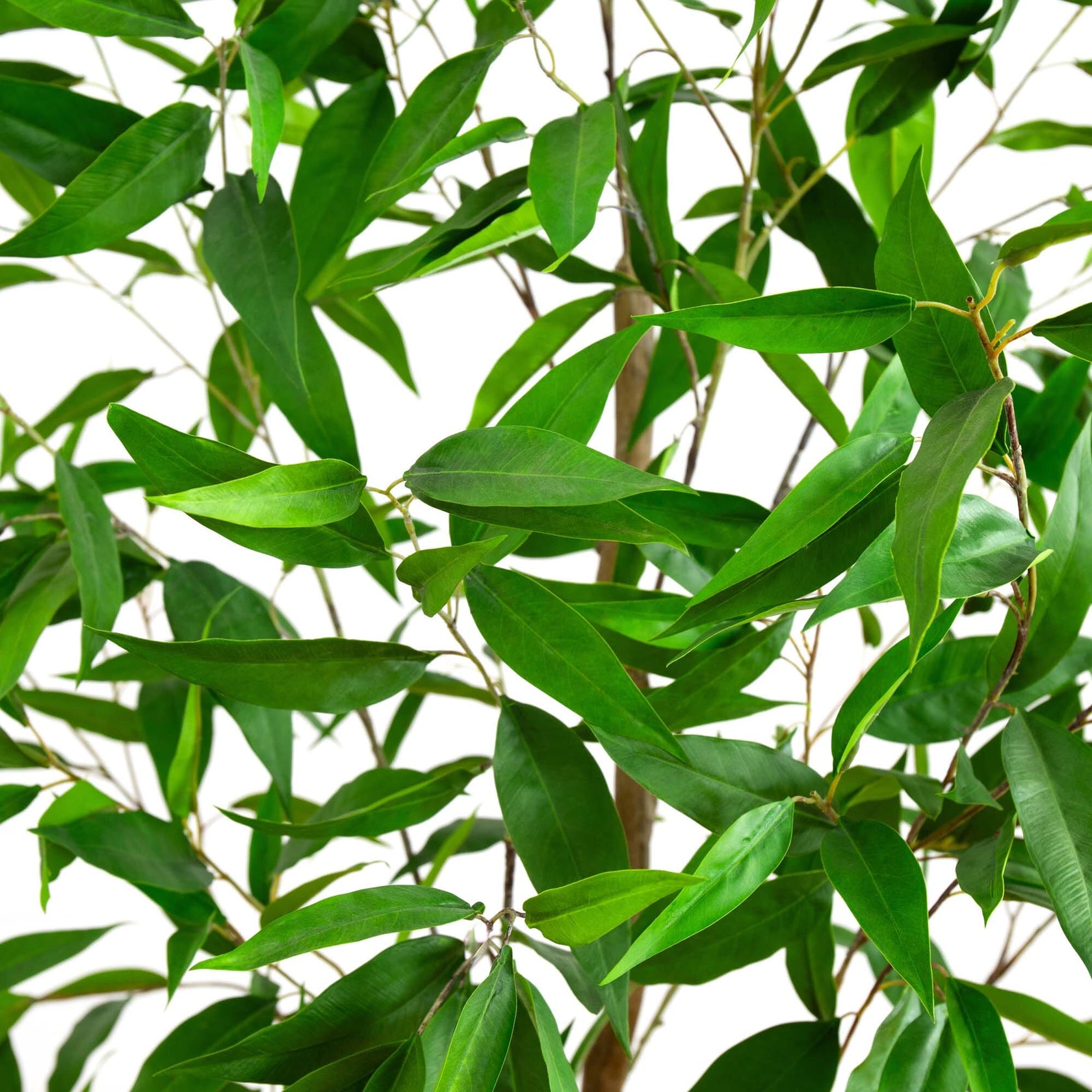 7' Artificial Long Leaf Greco Eucalyptus Tree with Real Touch Leaves ...