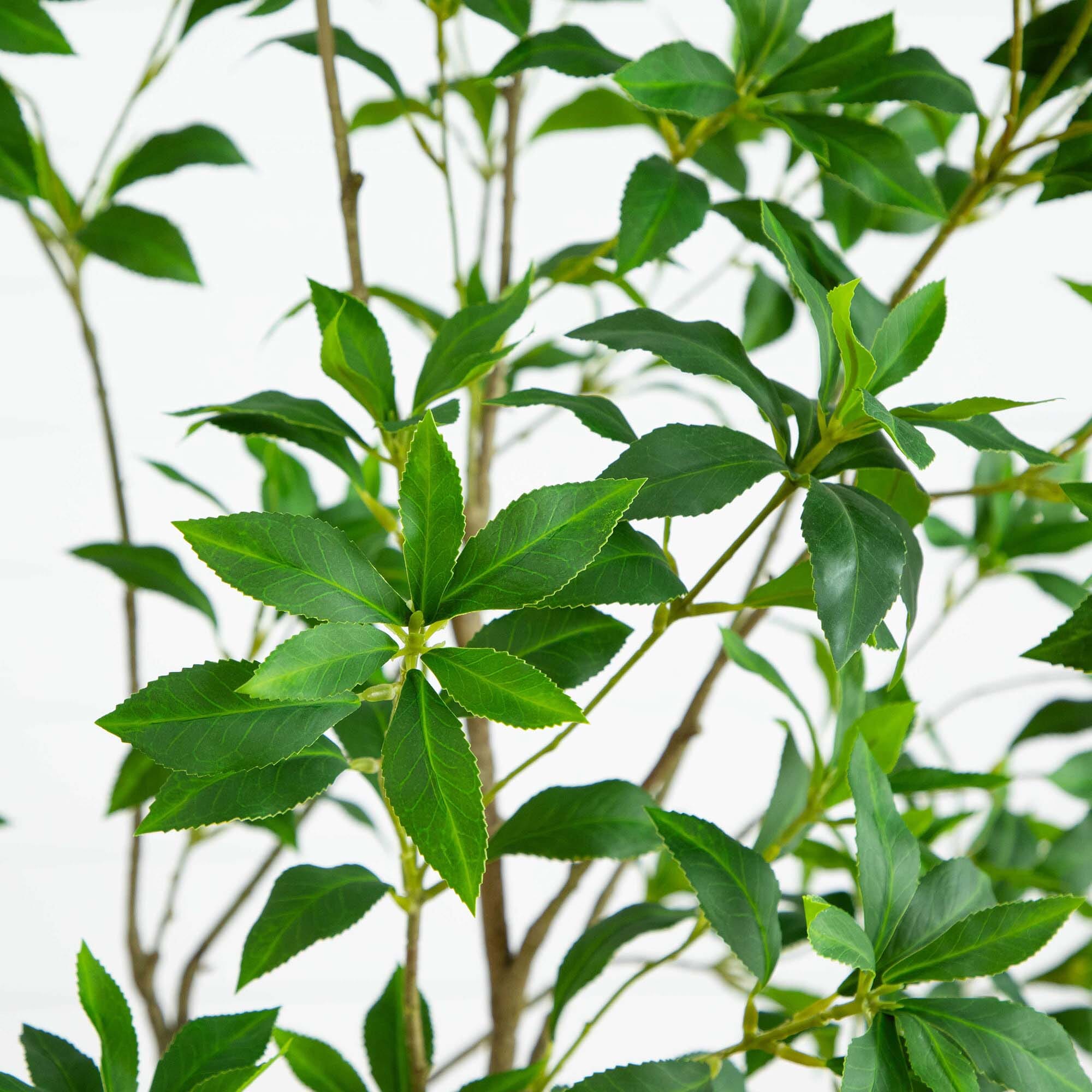 7’ Artificial Minimalist Japanese Pieris Tree with Real Touch Leaves ...