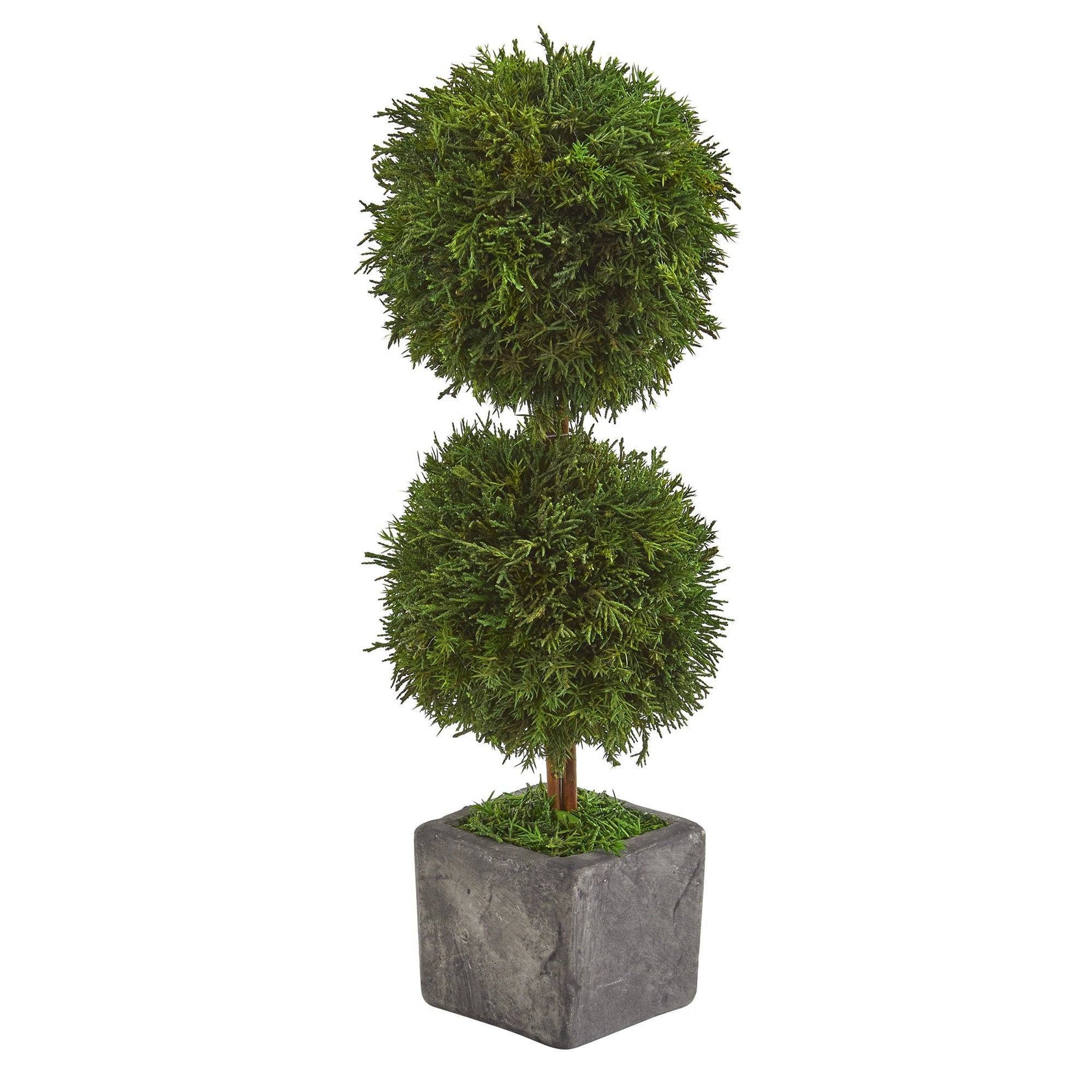 16” Cypress Double Ball Preserved Plant in Decorative Planter | Nearly ...