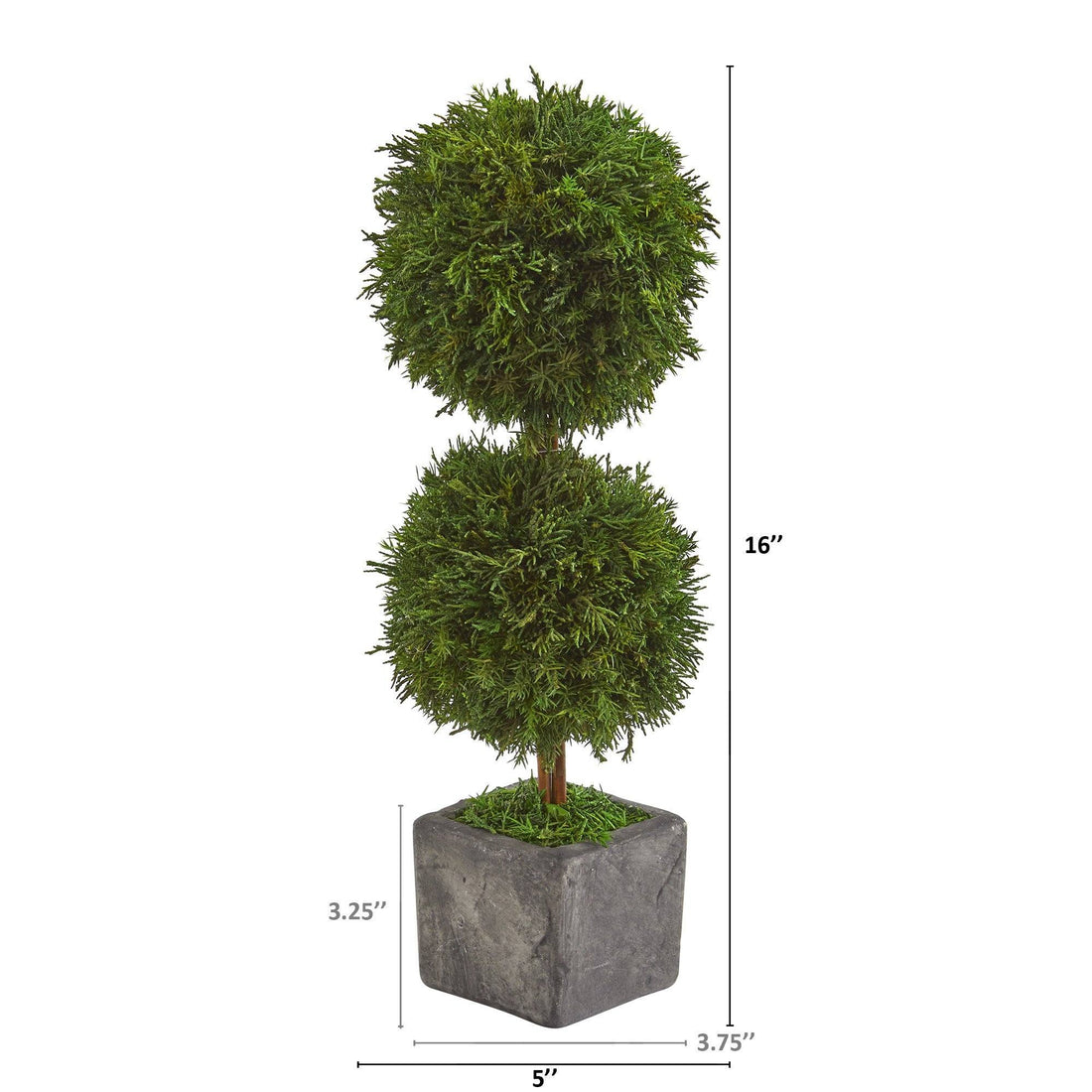 16” Cypress Double Ball Preserved Plant in Decorative Planter | Nearly ...
