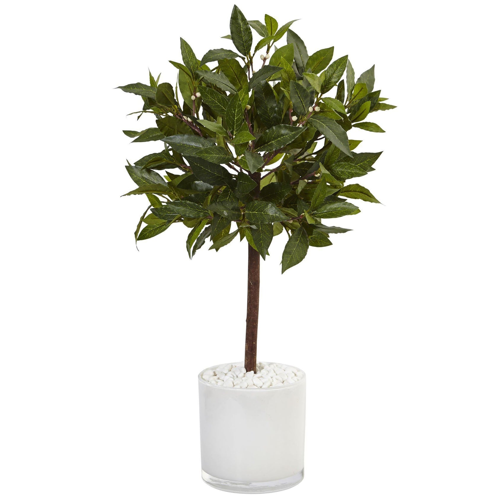 2’ Sweet Bay Tree in White Glossy Cylinder | Nearly Natural