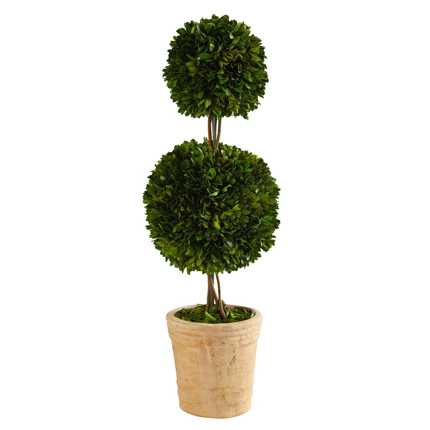 2.5’ Preserved Boxwood Double Ball Topiary Tree in Decorative Planter ...