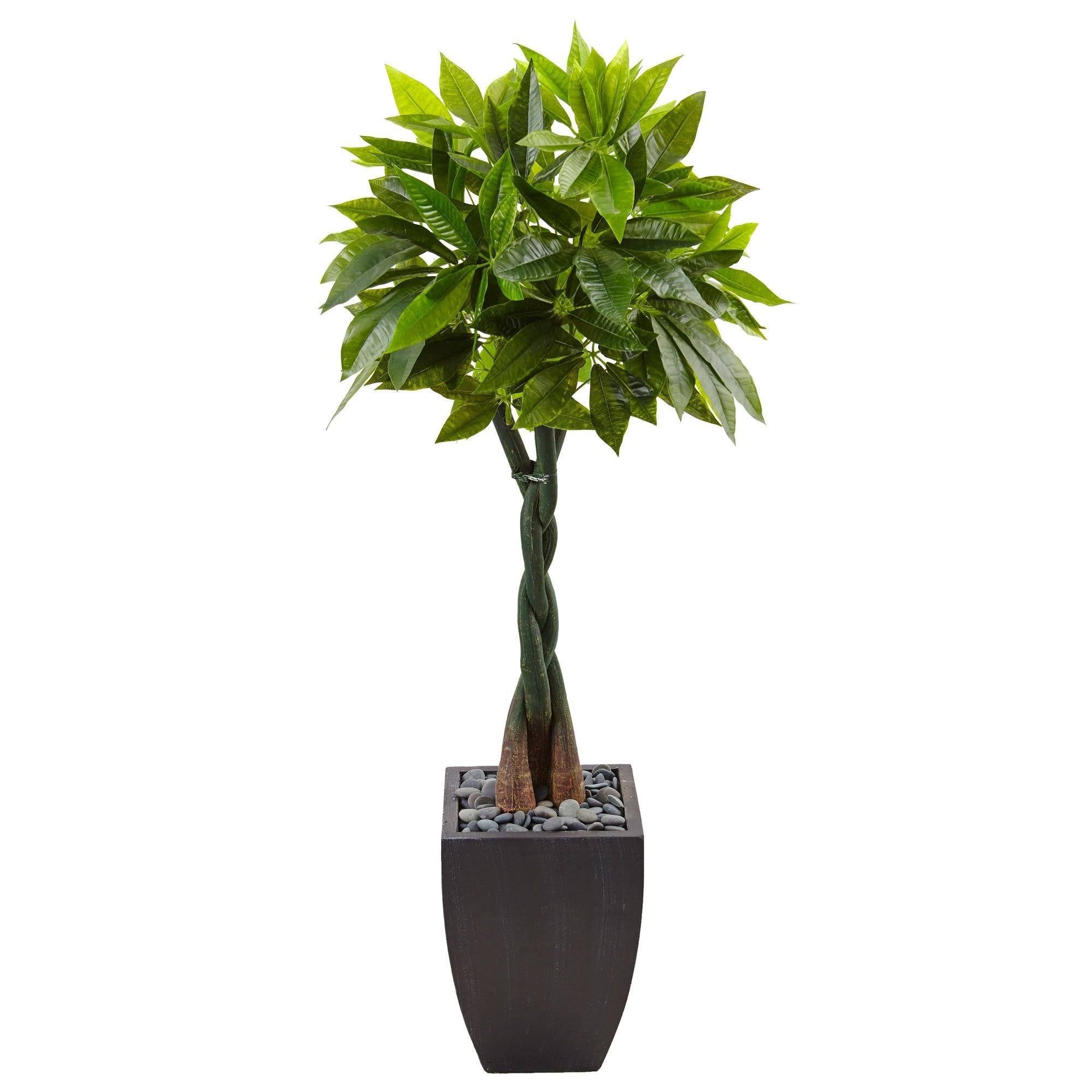 5’ Money Tree in Black Square Planter | Nearly Natural