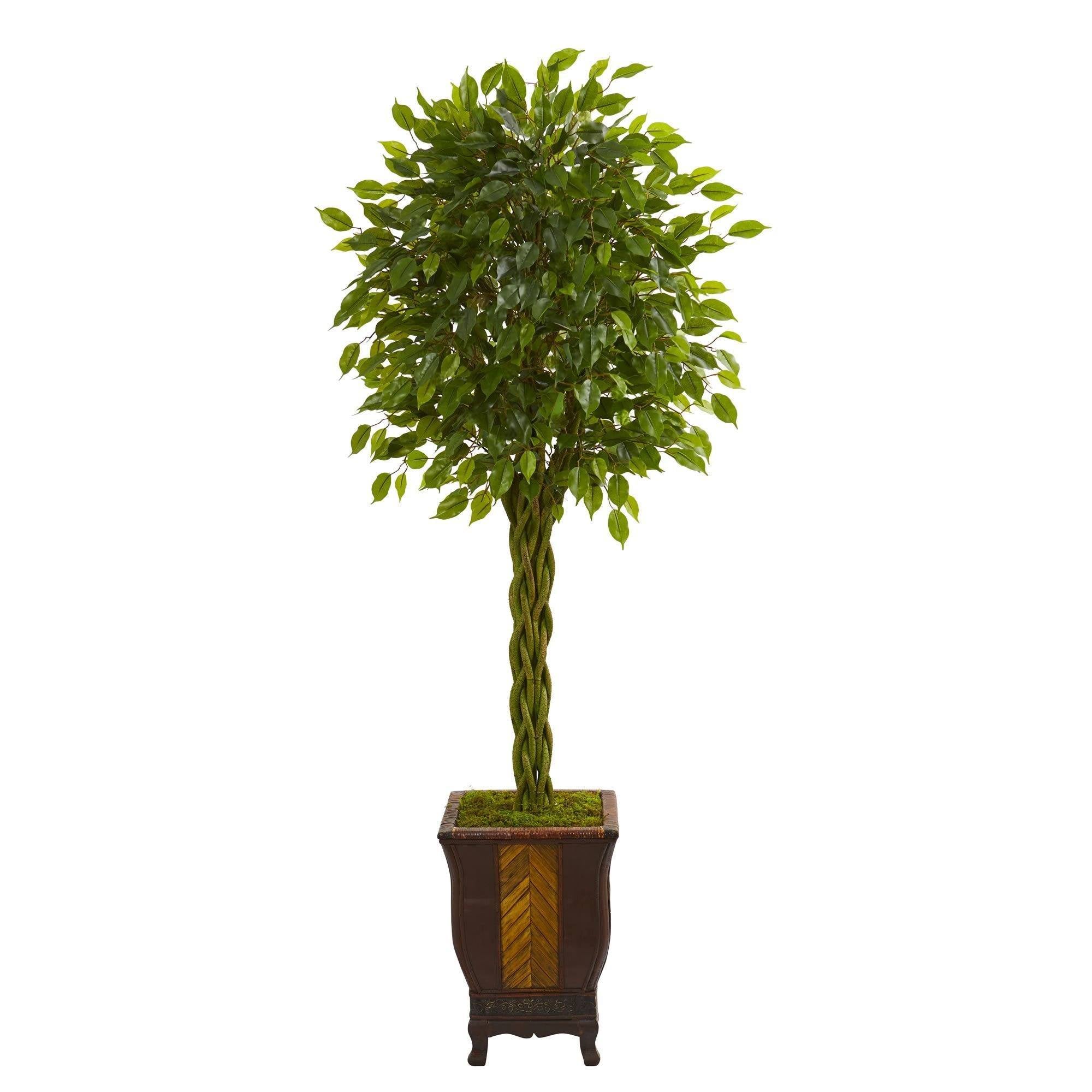 6’ Braided Ficus Artificial Tree in Decorative Planter | Nearly Natural