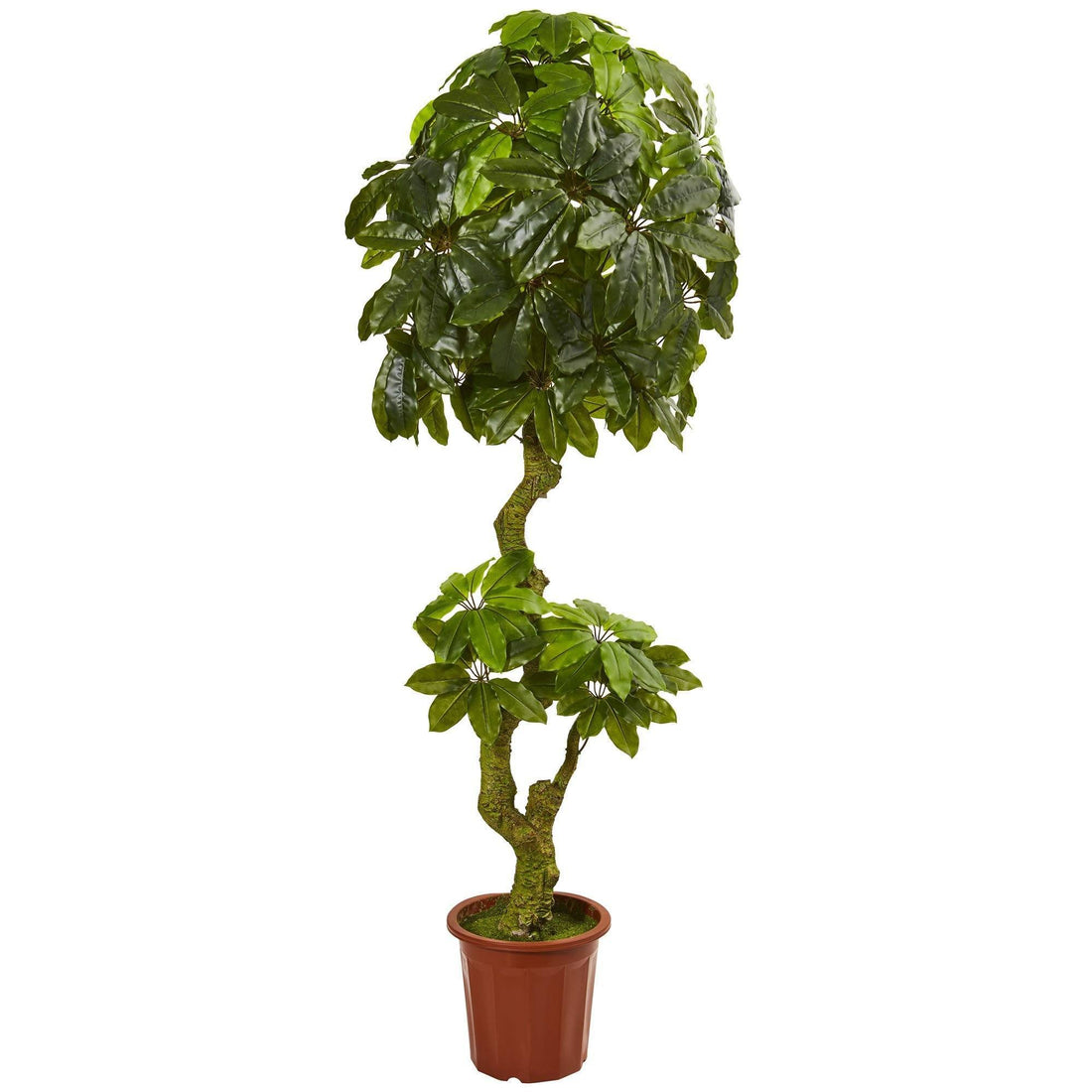 6’ Schefflera Artificial Tree UV Resistant (Indoor/Outdoor) | Nearly ...