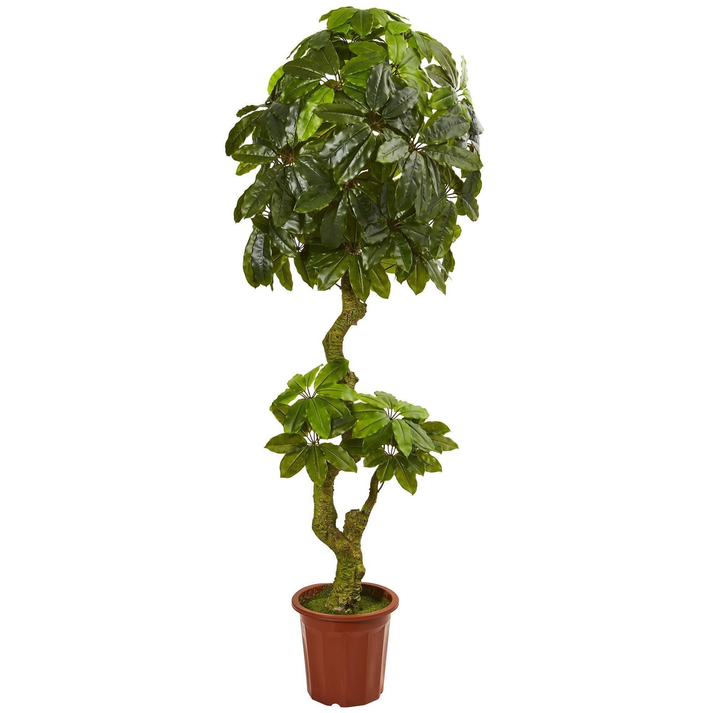 6’ Schefflera Artificial Tree UV Resistant (Indoor/Outdoor) | Nearly ...