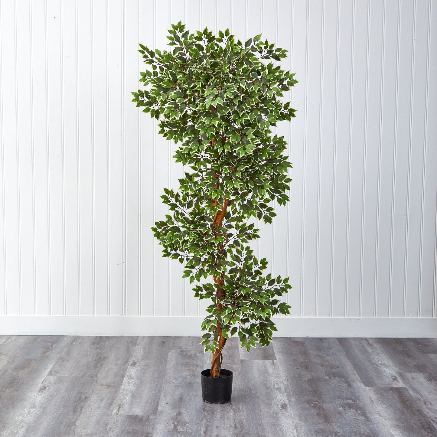 6’ Variegated Ficus Tree | Nearly Natural