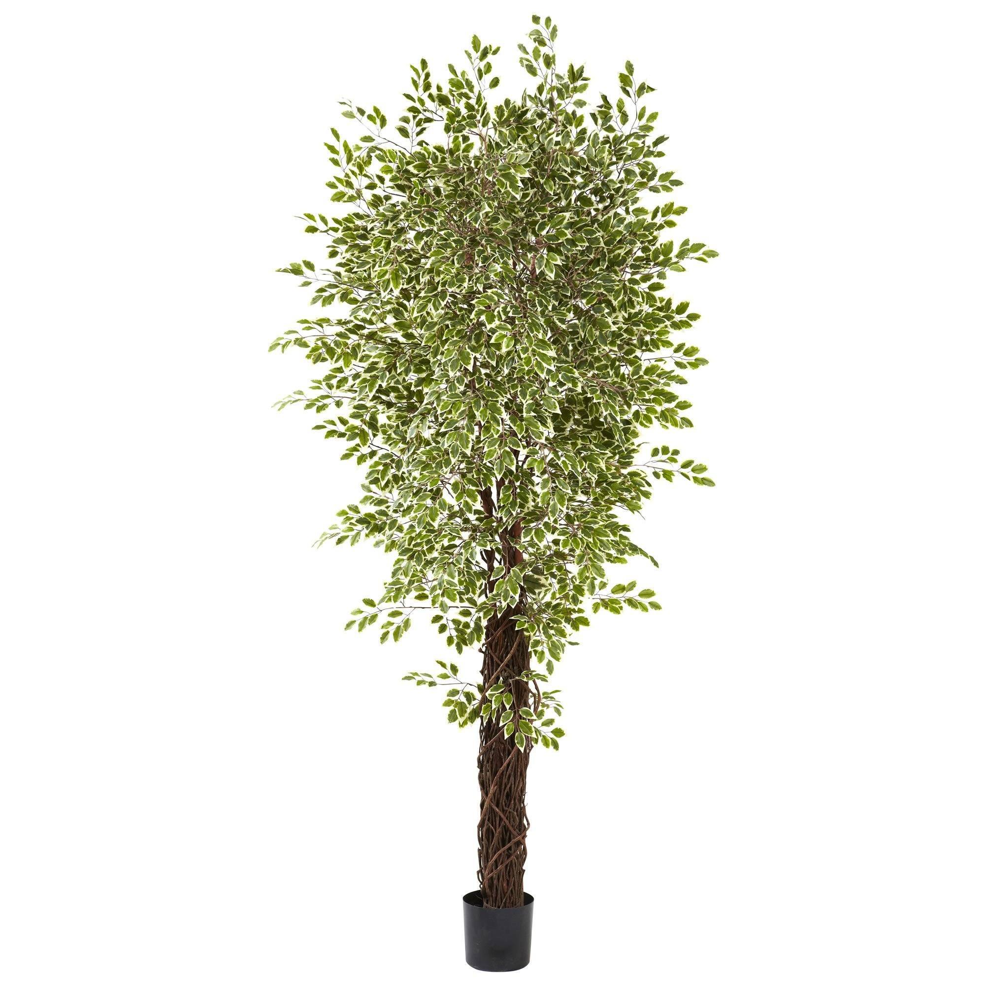7.5’ Variegated Mini Ficus Silk Tree | Nearly Natural