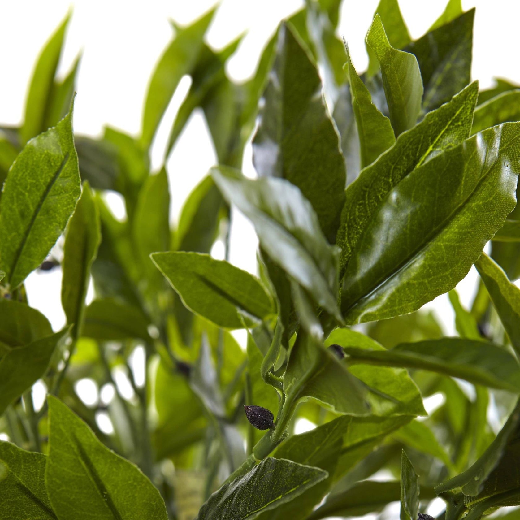 Bay Leaf Topiary with Black Wash Planter UV Resistant (Indoor/Outdoor ...