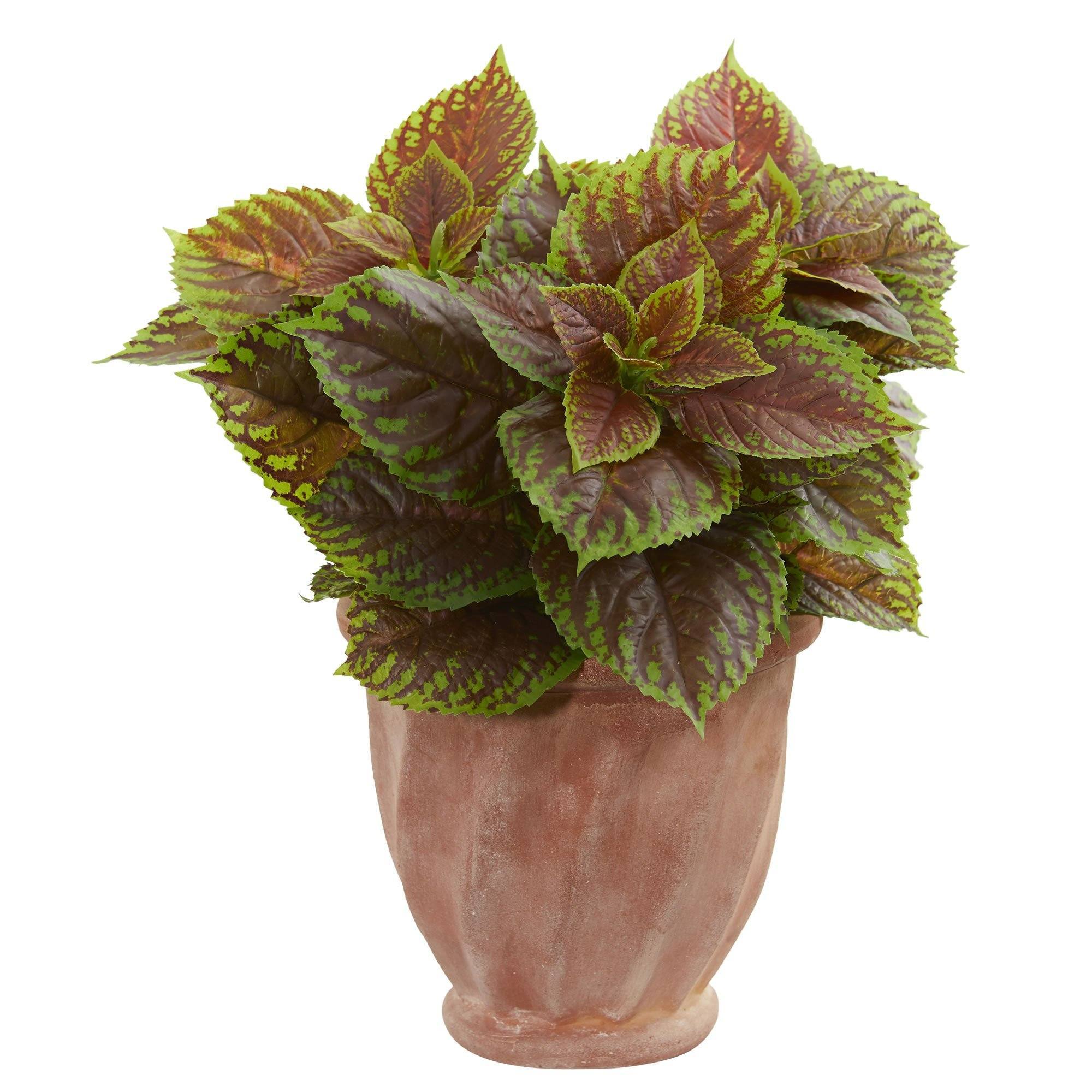 Coleus Artificial Plant in Terra Cotta Planter (Real Touch) | Nearly ...