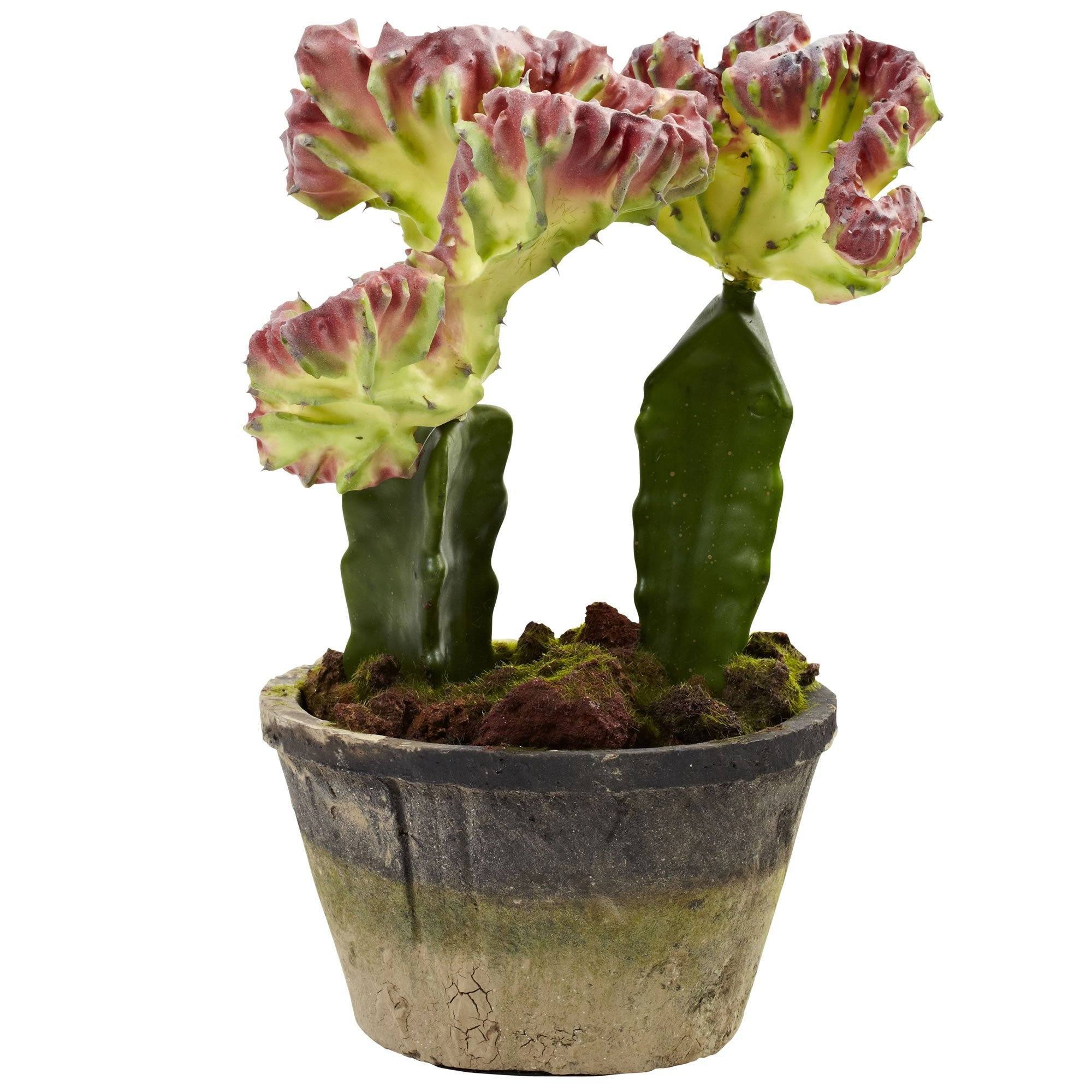 Colorful Cactus Gardens (Set of 2) | Nearly Natural