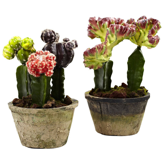 Colorful Cactus Gardens (Set of 2) | Nearly Natural