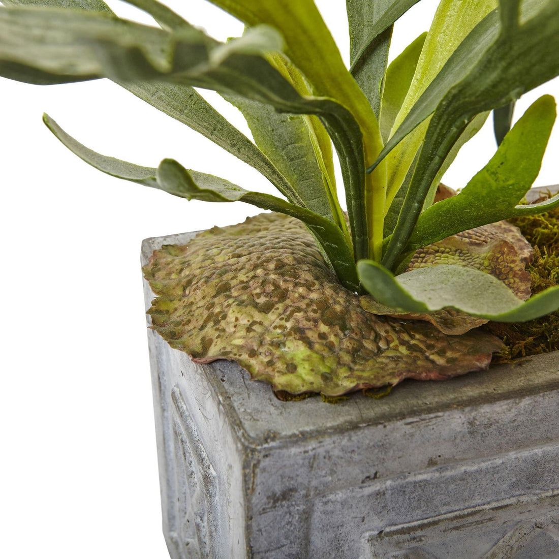 Dancing Lady and Staghorn in Stone Planter | Nearly Natural