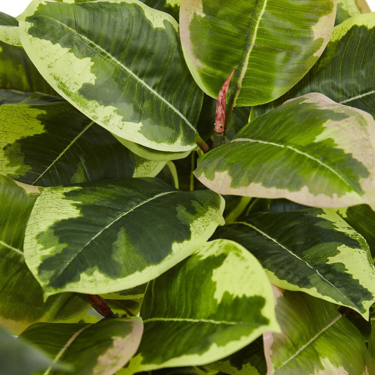 Rubber Plant in Glossy Cylinder (Real Touch) | Nearly Natural
