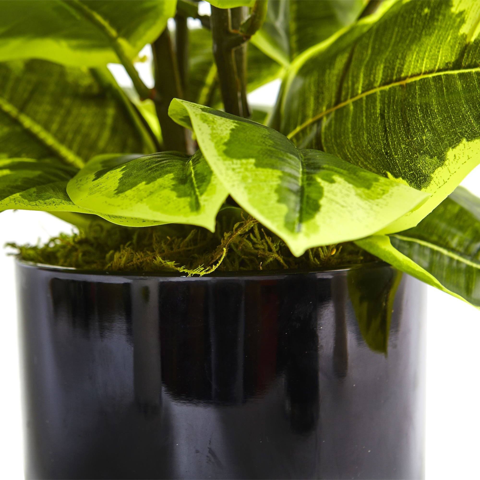 Rubber Plant in Glossy Cylinder (Real Touch) | Nearly Natural